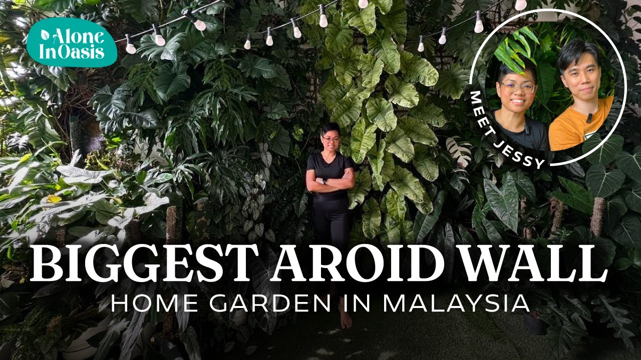 Biggest Aroid Wall Home Garden (Balcony) in Malaysia | Helping Jessy ...