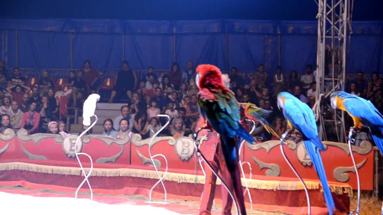 Lo show dei pappagalli al Circo Orfei a Lignano - The parrot show at ...