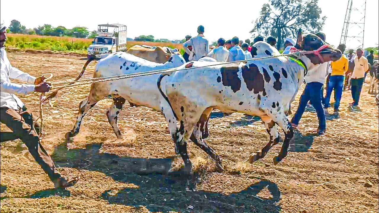 అల్లి మార్కెట్ మహారాష్ట్ర halli market Maharashtra हल्ली बाजार ...