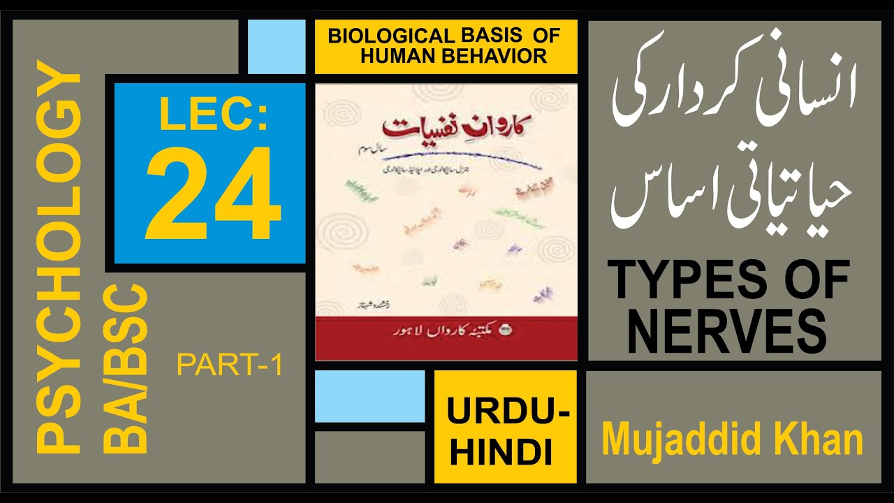 Psychology Lec 24 I Types Of Nerves I Hindi Urdu YouTube psychology-lec-24-i-types-of-nerves-i-hindi-urdu-youtube