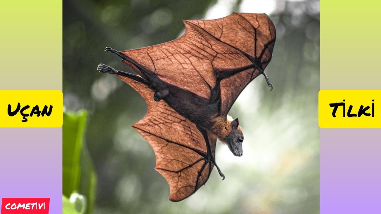 Yarasalar Alemi // Meyve Yarasaları Nasıl Olur ? 🙄 Vampir Yarasa Gerçek ...