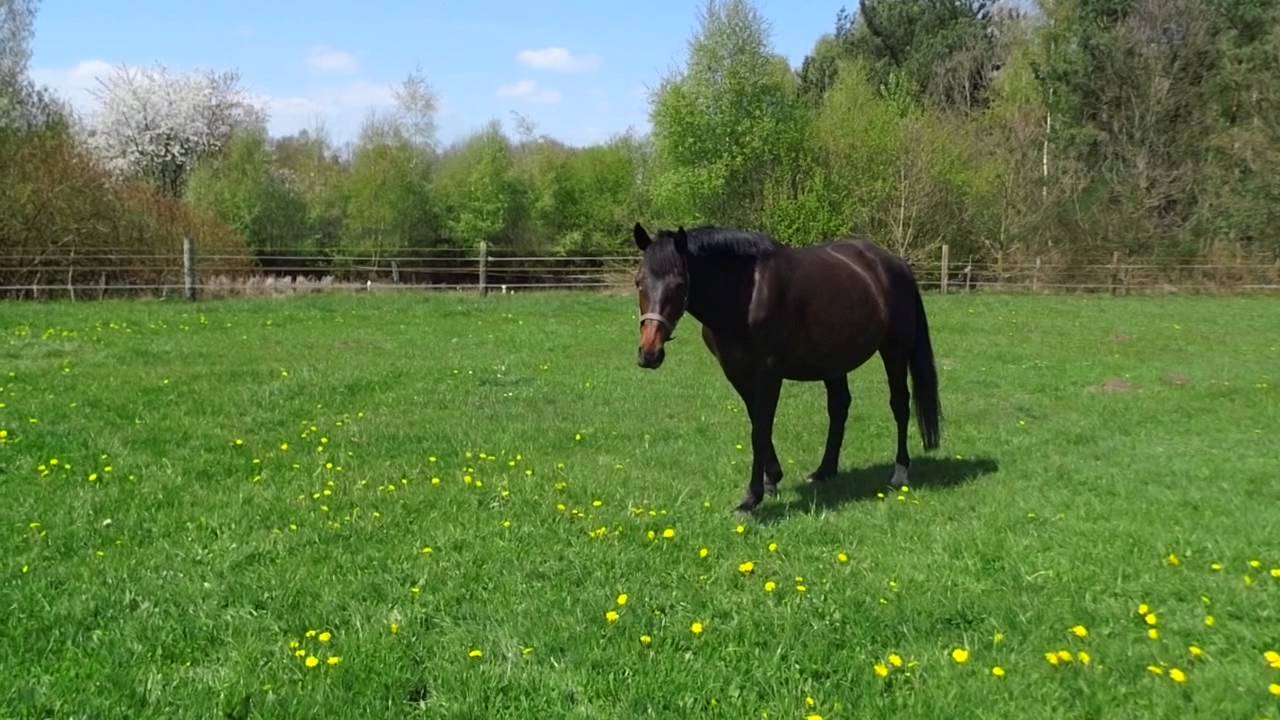 Oldenburger Springpferde - YouTube