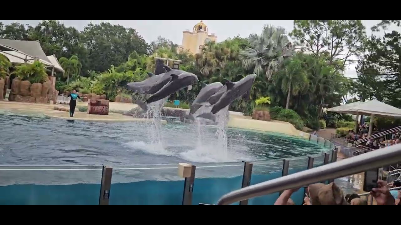 Dolphin Adventures @SeaWorld Orlando 8/3/2024 - YouTube