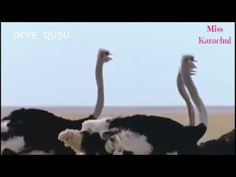 DEVE QUŞU. EMİNE ÜSEİN.     Miss Karachul
