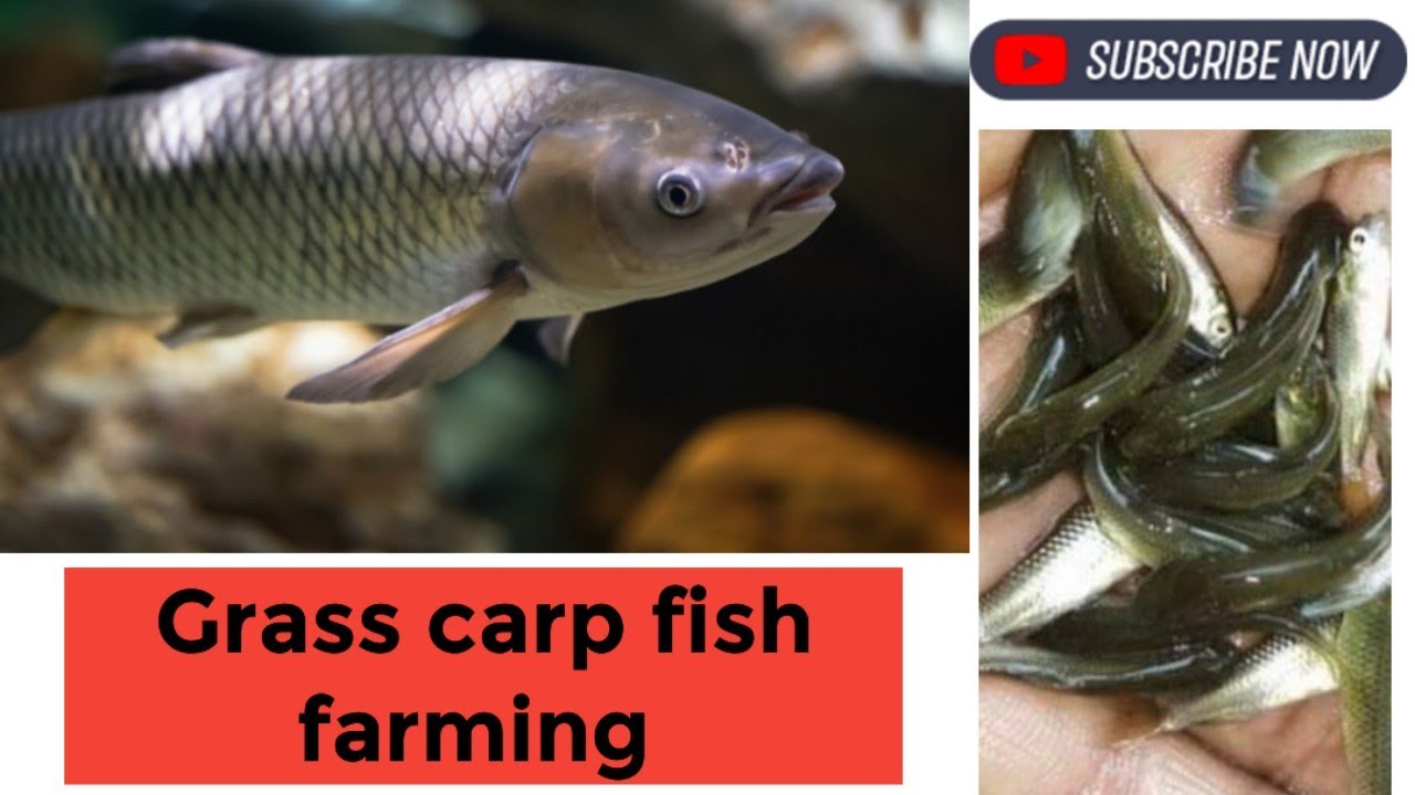 #Grass carp fish farming #grasscarp #farming #morigaon #jagiroad ...
