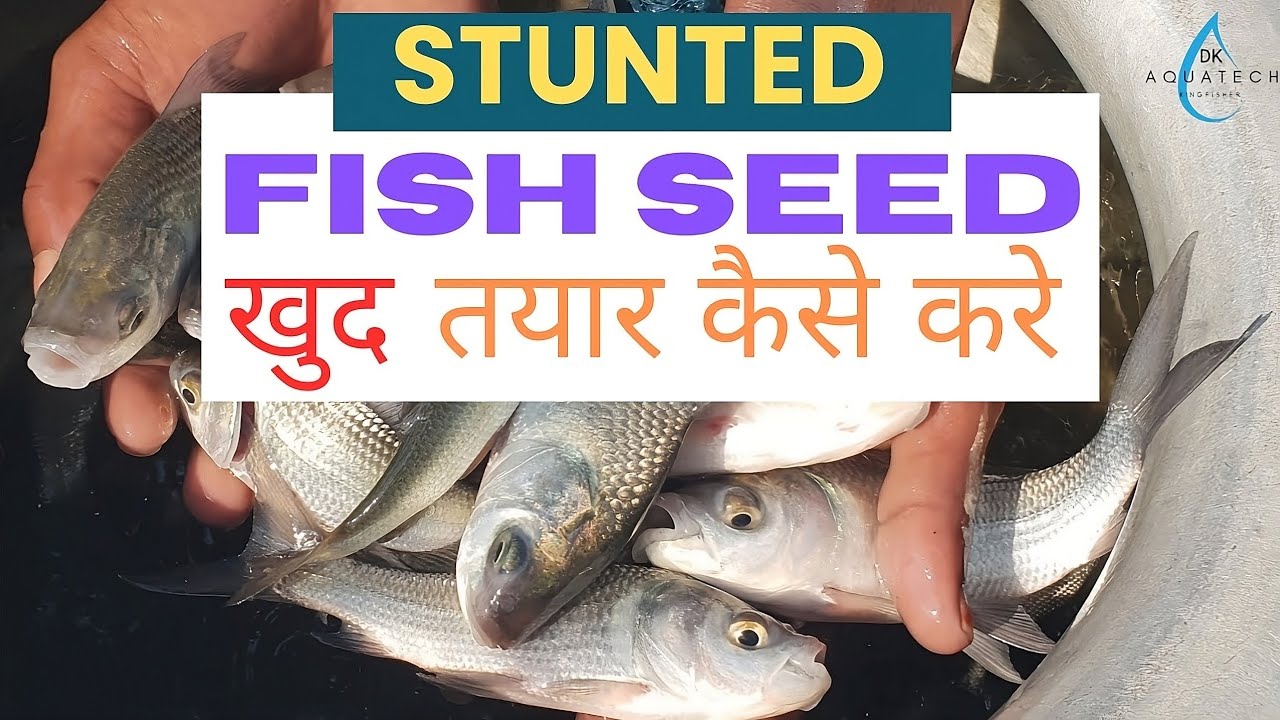 STUNTED Fish 🐟 Seed कैसे तयार करे | Spawn to STUNTED कैसे तयार करे ...