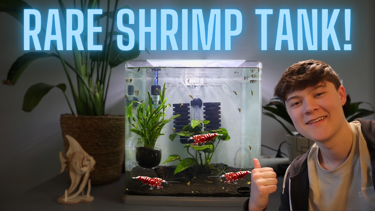 SETTING Up A SIMPLE SHRIMP Tank For RARE Shrimp! - YouTube