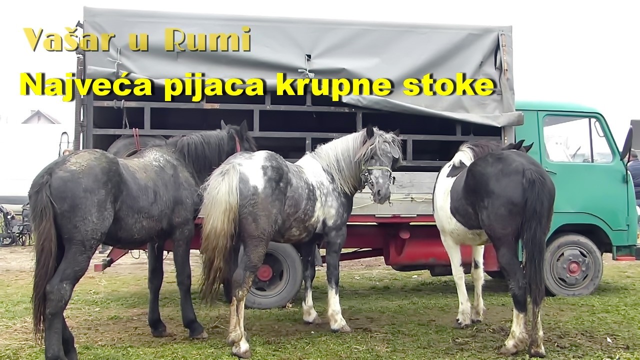 Vašarište u Rumi najveća pijaca krupne stoke - YouTube