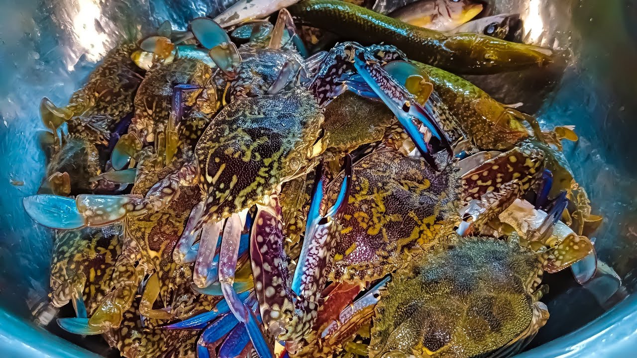 JACKPOT! MALALAKING ALIMASAG (BLUE CRAB) | PAGTAAN NG LAMBAT | NET ...
