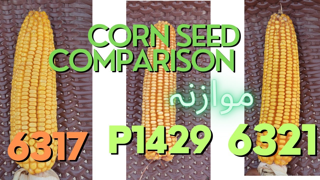 Corn 🌽 seed comparison (موازنہ) in Punjab.||best Maize seed in Pakistan ...