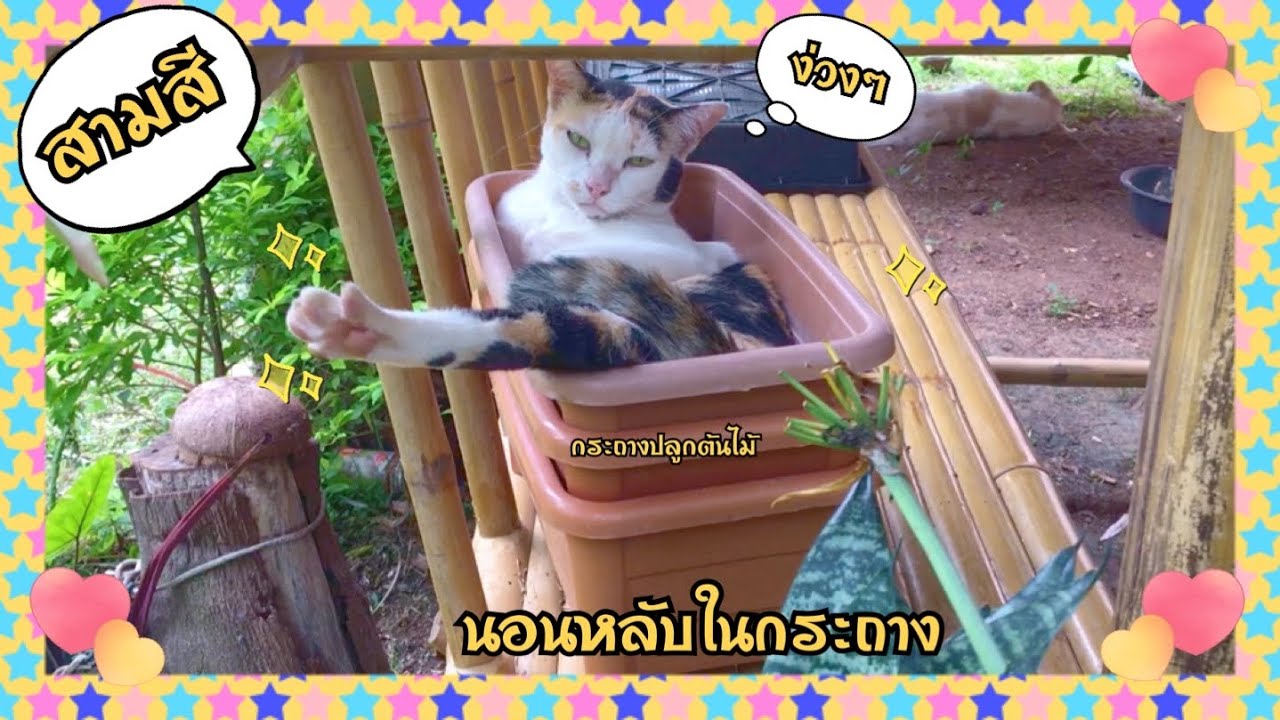 CAT || สามสีนอนหลับในกระถางปลูกต้นไม้ || Aui & Cat - YouTube