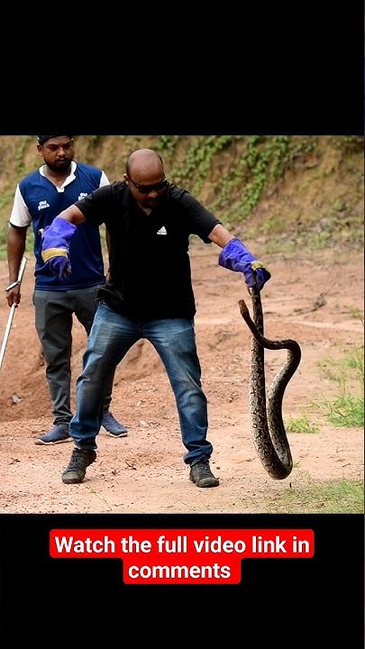 Deadly Python snake attack video #youtubeshorts - YouTube