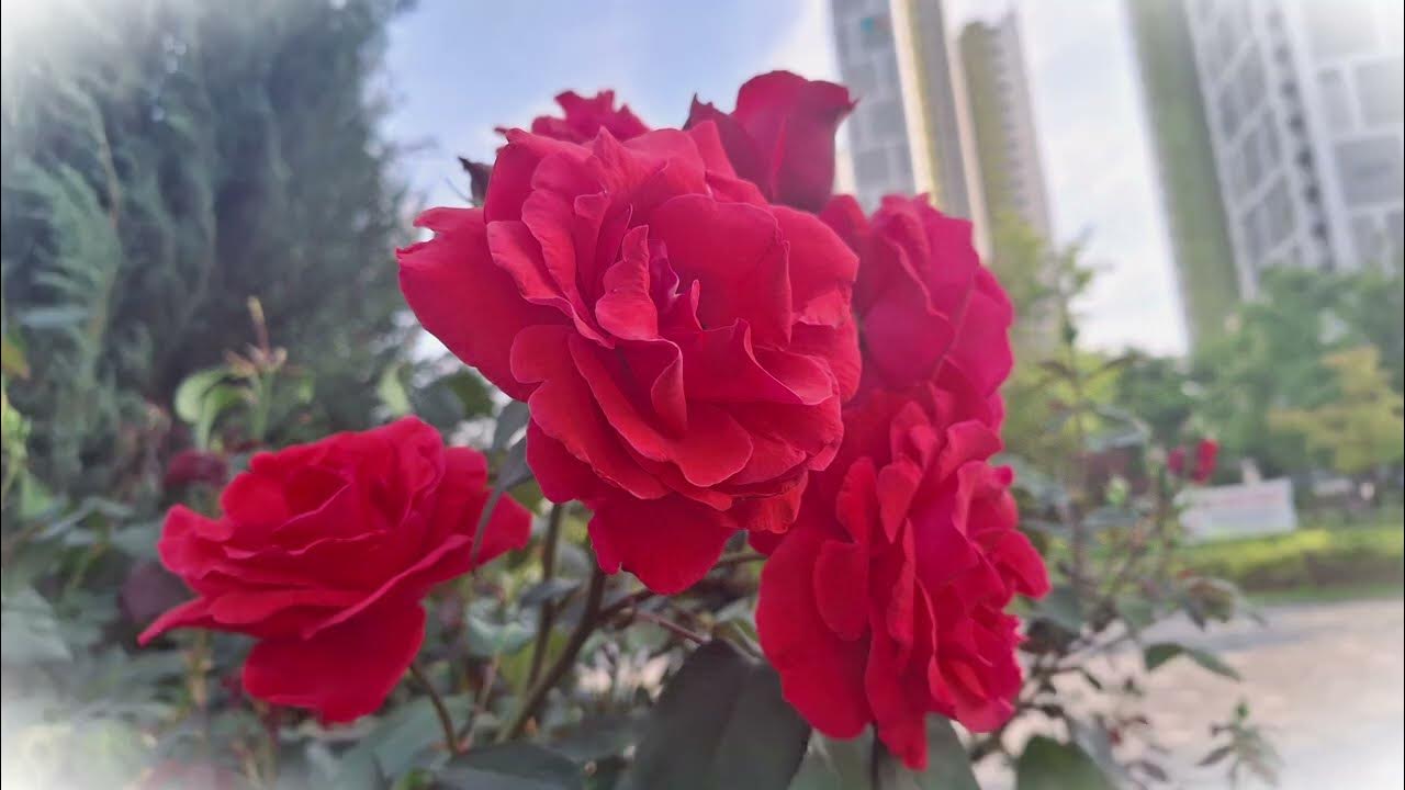 갈길을 밝히 찬양 김선영목사 Youtube
