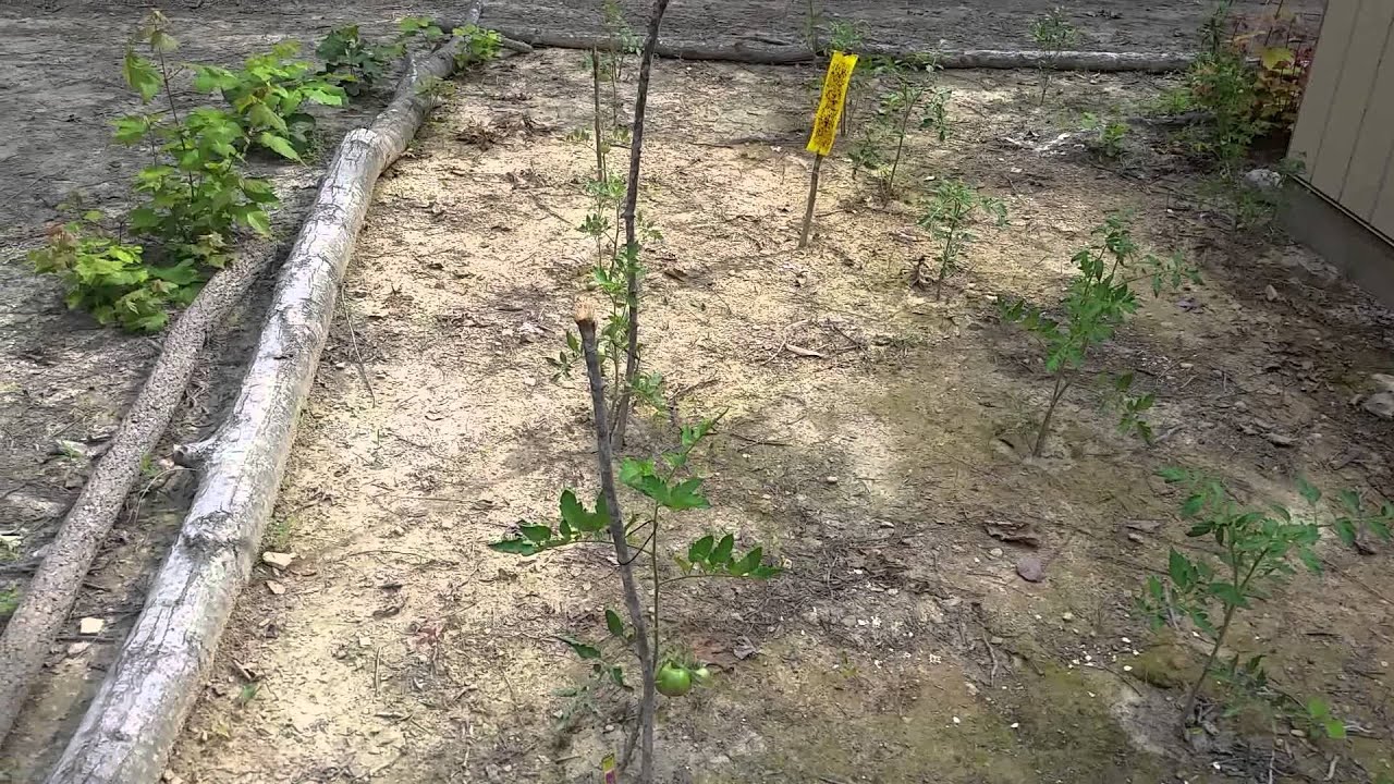 Update! Skinning logs! - YouTube