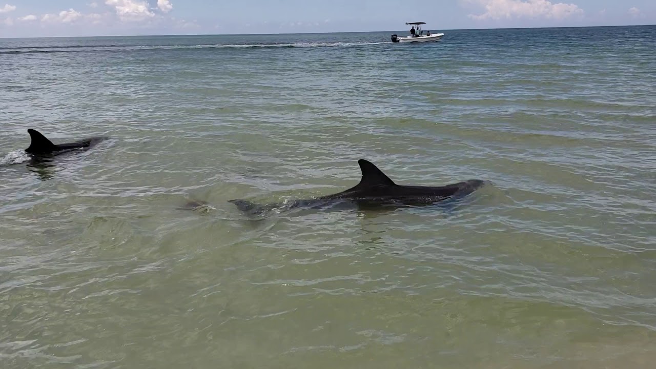 Walking with dolphins on Clearwater Beach - YouTube