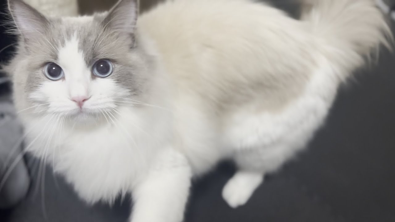 ラグドールは大人しくて穏やかな性格の猫?実際に飼ってみて分かった10個の特徴! Youtube