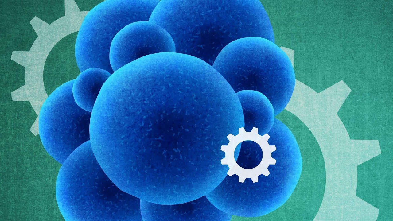 Biology Meets Physics: Cell Shape Control and Why It Matters | Prof Ewa ...