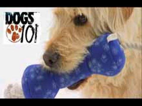 Bocker the Labradoodle - Animal Planet DOGS 101 - YouTube