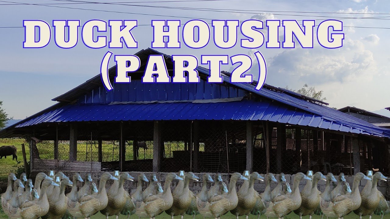 6 Mahalagang part ng bahay ng itik. (bahay ng itik part 2) - YouTube