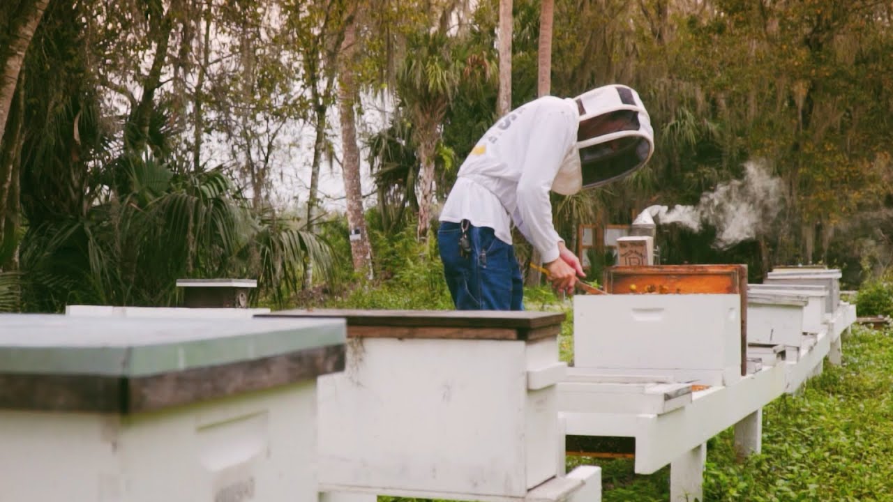 The Bee Guy | Short Documentary - YouTube