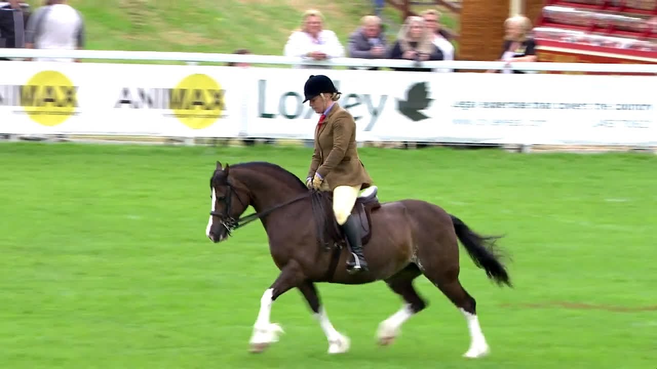 Merlod Cymreig Cob - tan gyfrwy | Welsh ponies cob type - ridden - YouTube