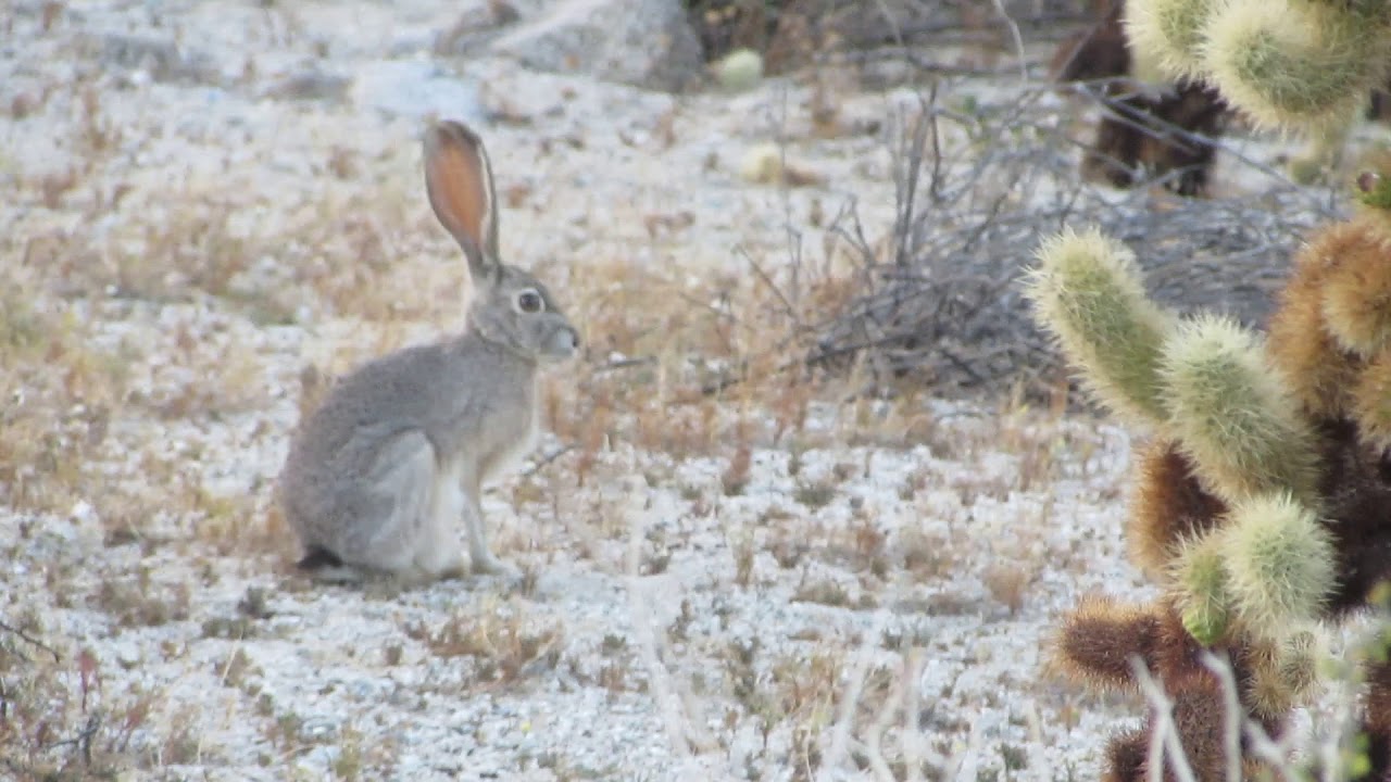Desert Jackrabbit Movie - YouTube