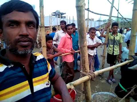 Fatulla gorur heat