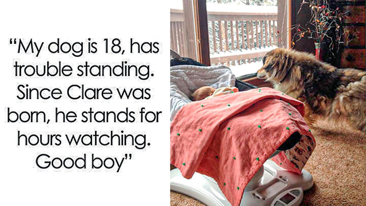 Positive Dog Content Guaranteed to Brighten Your Day (New Pics) - YouTube