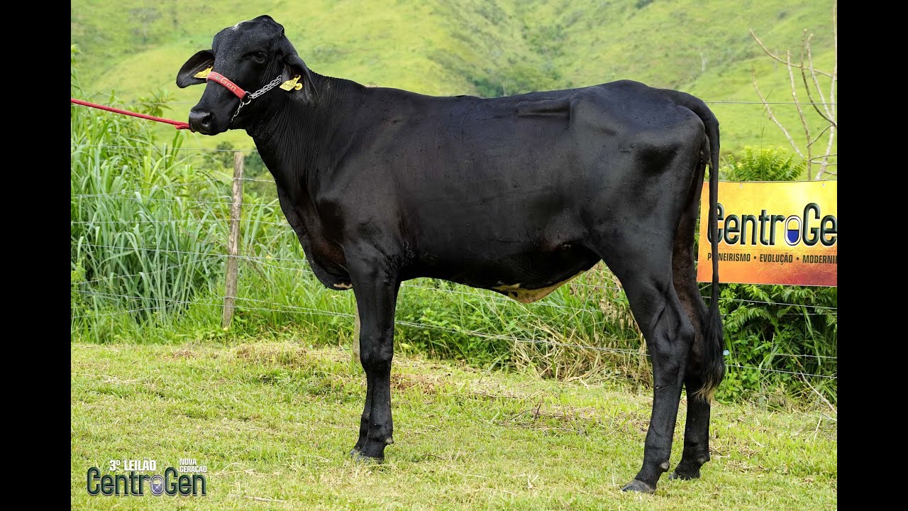 LOTE 8 CENTROGEN 3838BW - YouTube