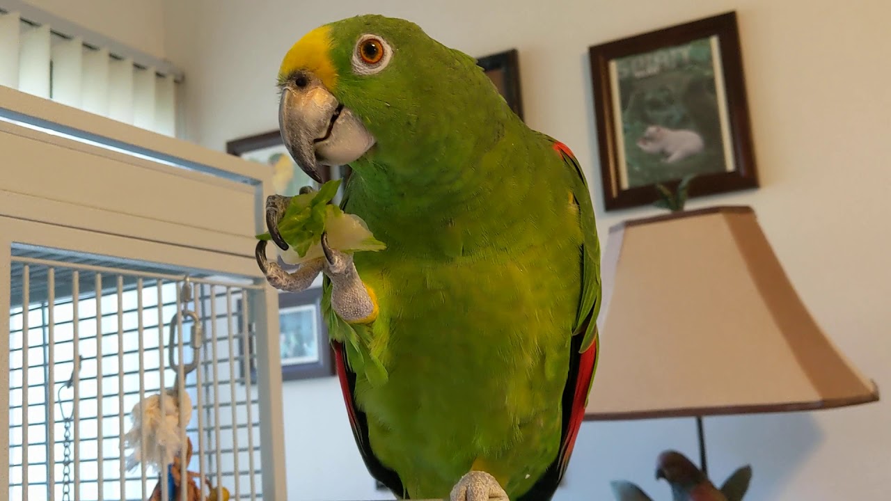 Freedom the Parrot Lunches on Romaine Lettuce! Hilton Head Island, SC ...