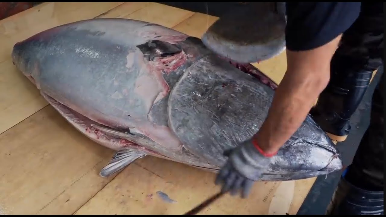 Amazing skill !! 400 pound giant tunacutting master - YouTube
