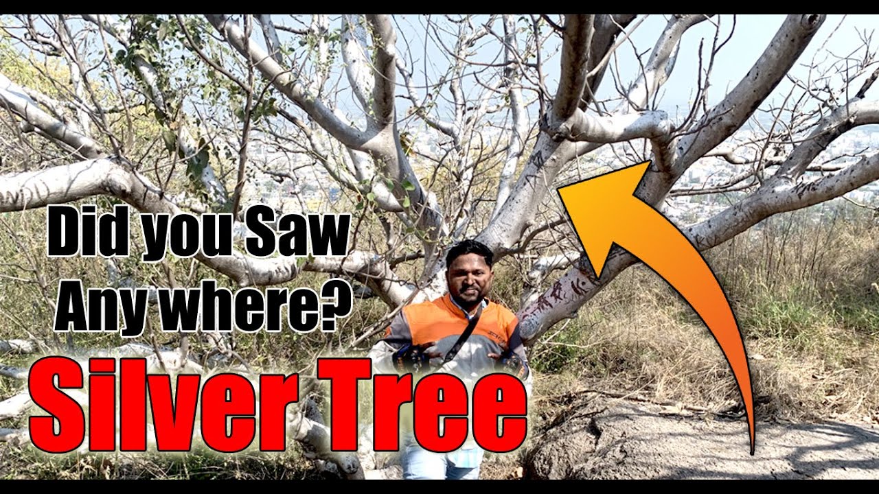 Silver tree on Aggalayya Gutta | Hanamkonda Warangal Dist | Warangal ...