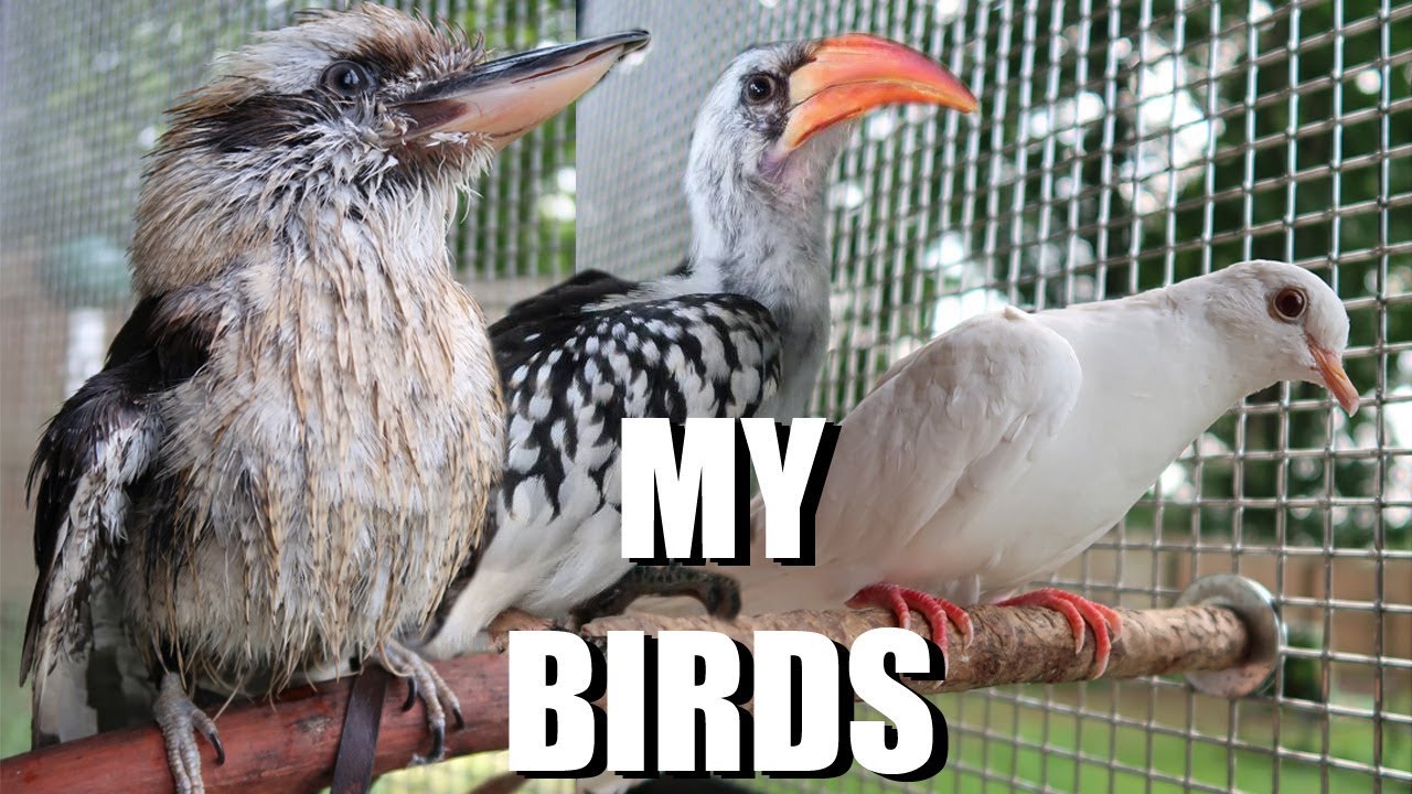 All My Pet Birds In The New Aviary! - YouTube