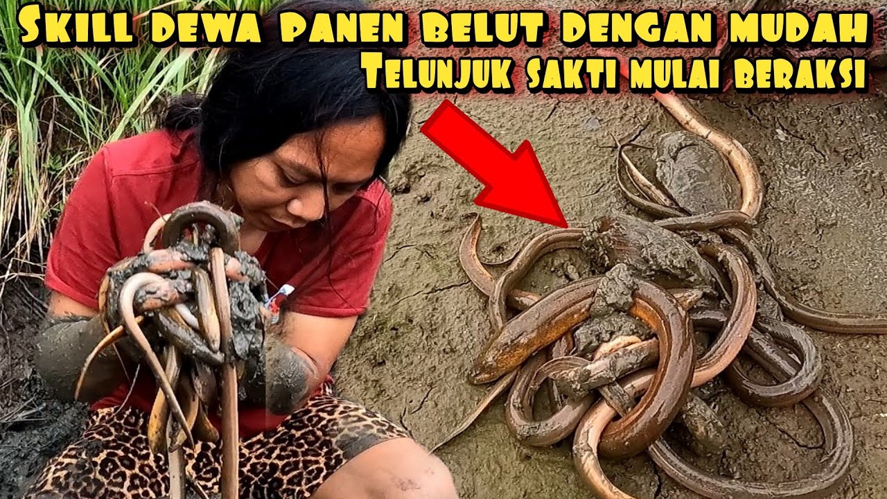 SKILL DEWA TEHNIK TANGKAP BELUT DENGAN TELUNJUK SAKTI - YouTube