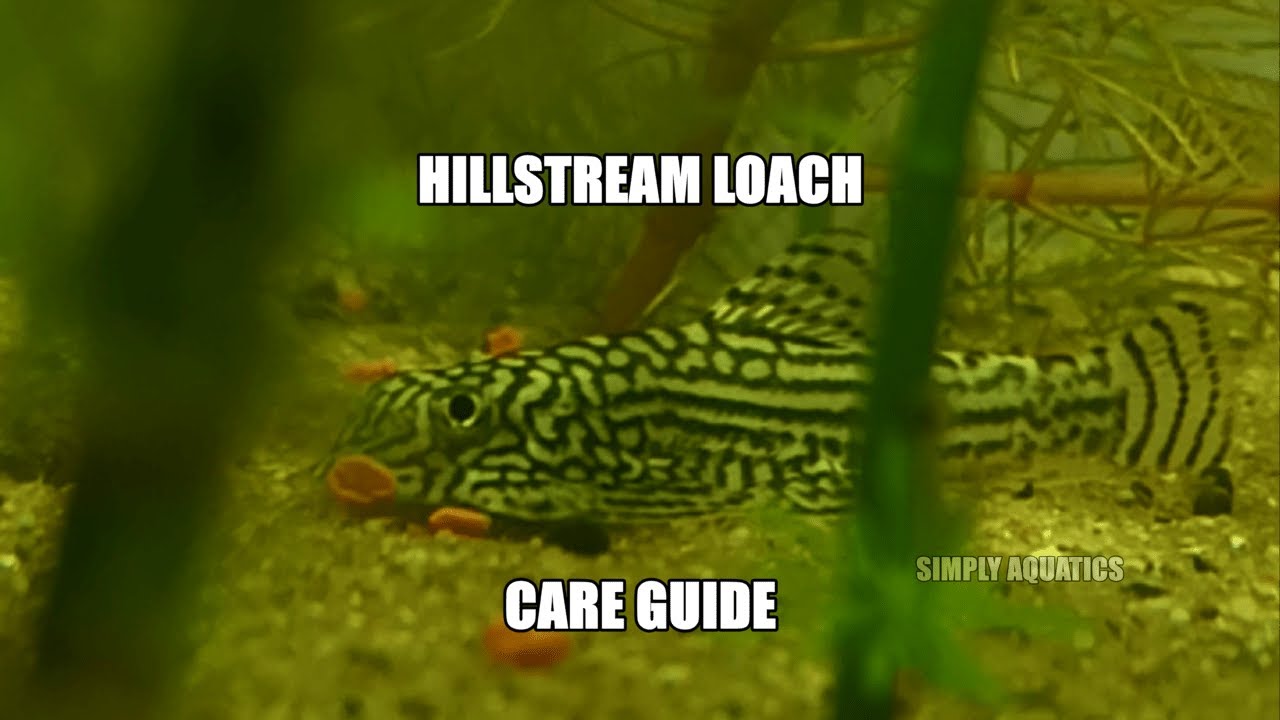 HILLSTREAM LOACH CARE GUIDE UNDER 1 MINUTE - YouTube