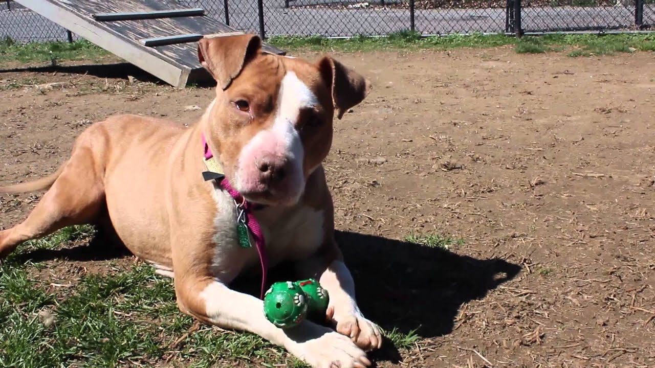 Sweet Pea - an adoptable dog at ACCT Philly - YouTube