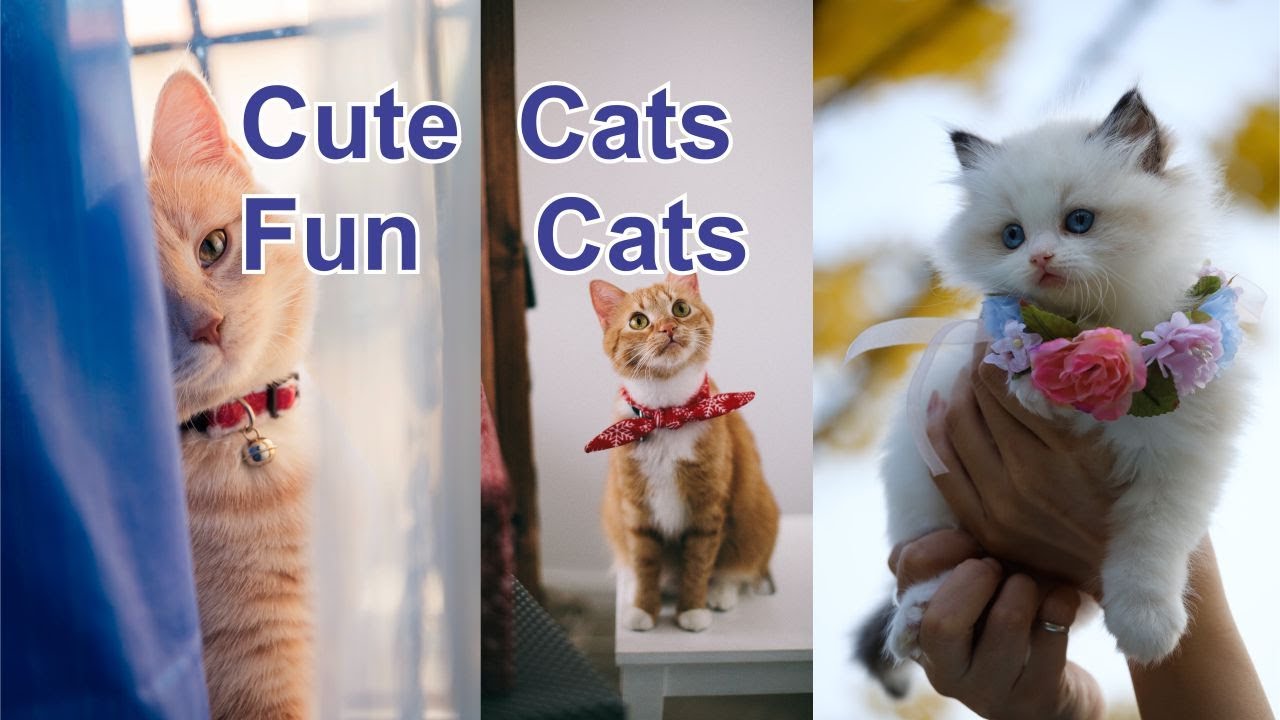 cut cate, baby cat, kids play cat - YouTube