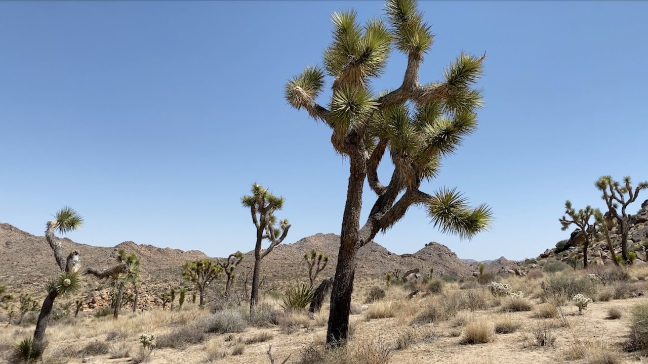 4K | Exploring Joshua Tree National Park - YouTube