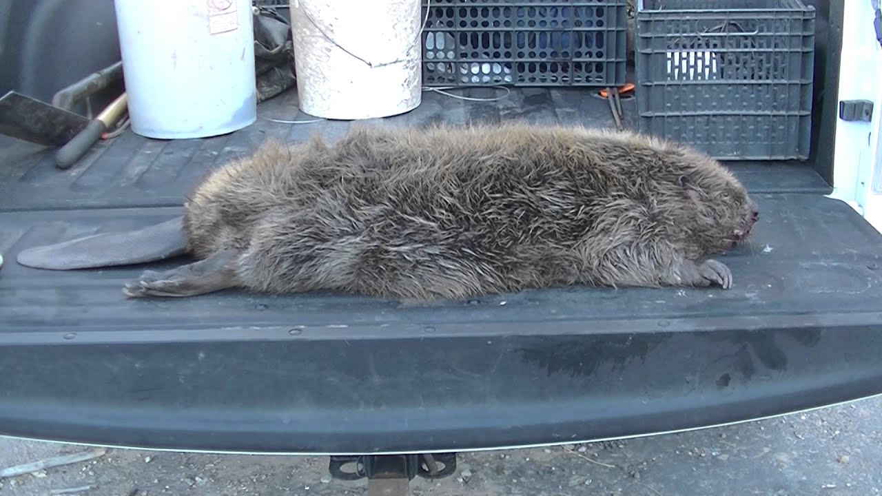 Very large Beaver #5 - YouTube