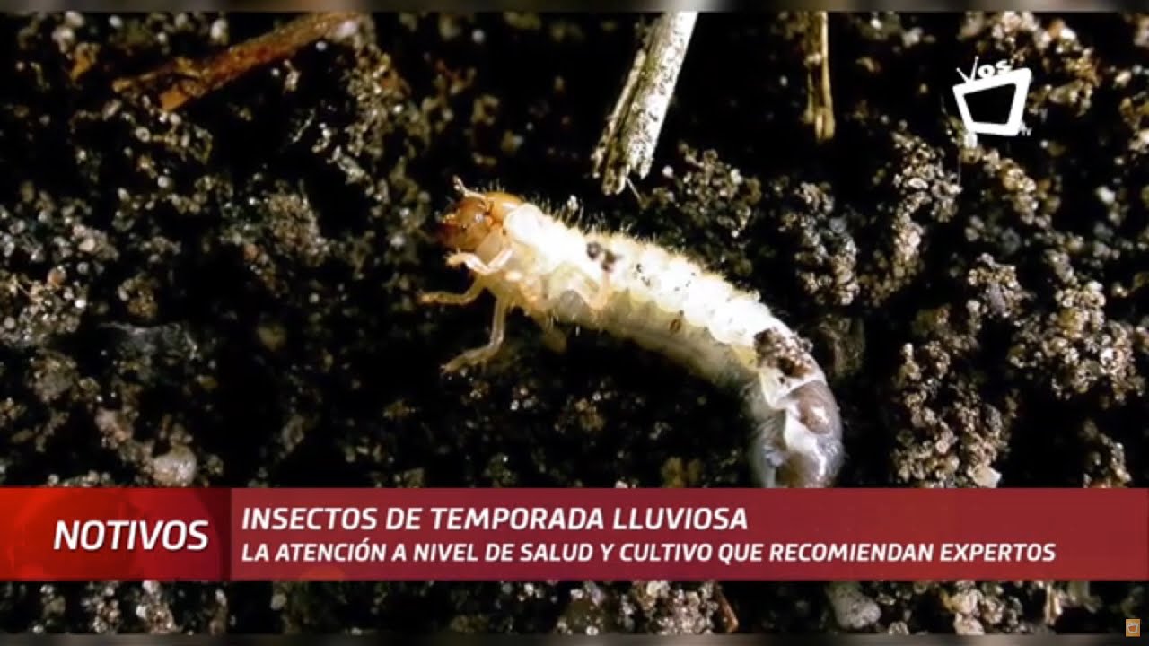 Estos son los insectos que se proliferan durante las lluvias en ...