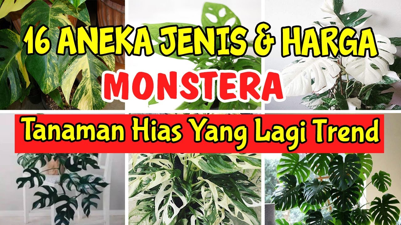 JENIS JENIS MONSTERA TANAMAN HIAS YANG LAGI TREND | HARGA TANAMAN HIAS ...
