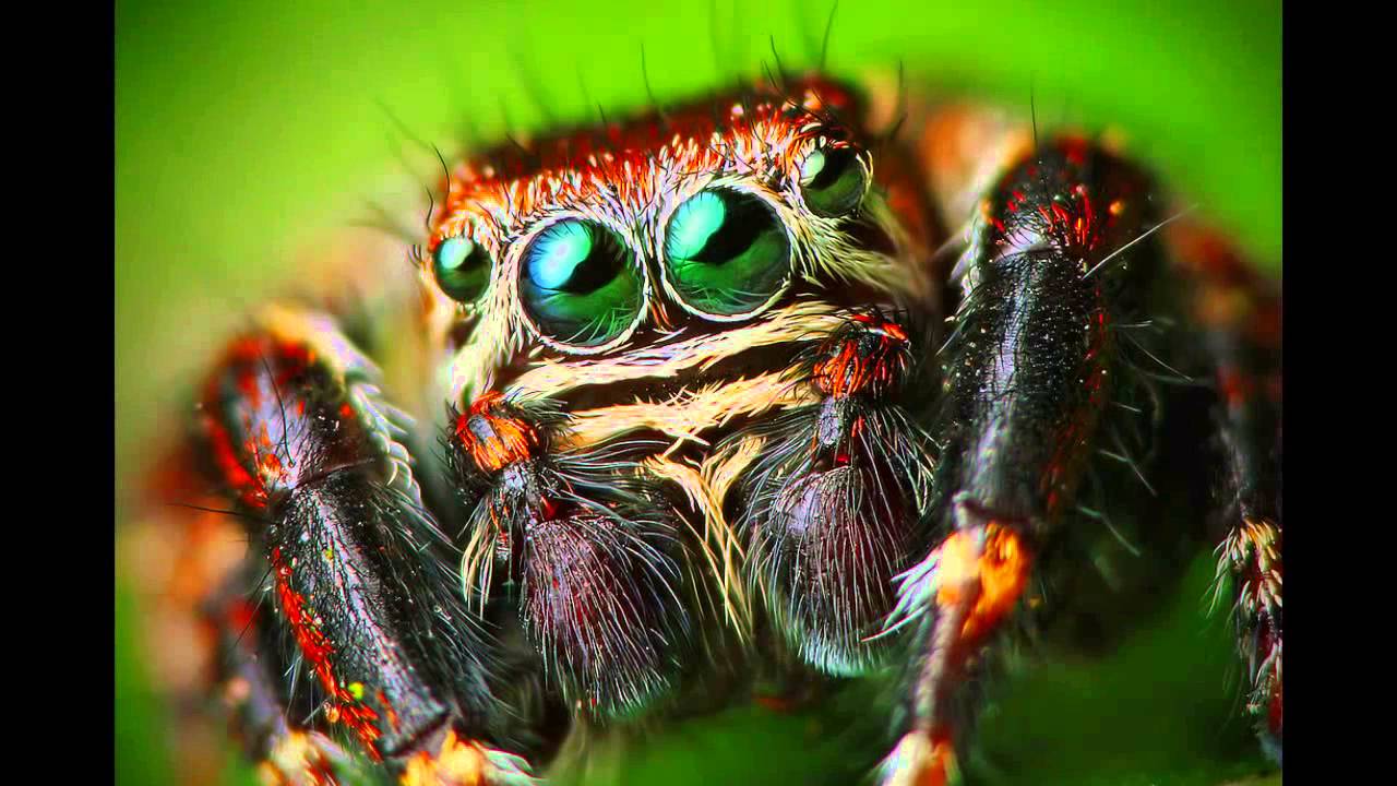 Los 10 Criptidos Más Aterradores Del Planeta. - YouTube