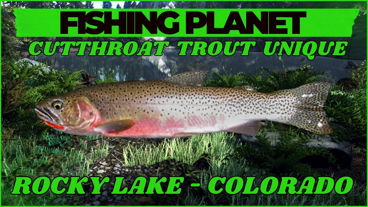 Cutthroat Trout Unique - Rocky Lake - Colorado - Fishing Planet - YouTube