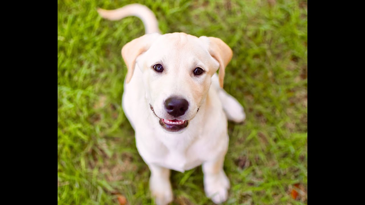 Yellow Lab Mix Puppies