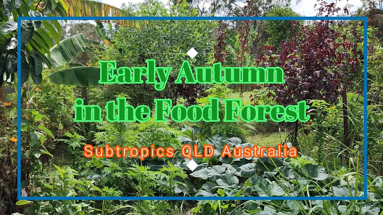 Early Autumn Food Forest Tour in QLD Australia Part 1 of 2 #subtropical ...