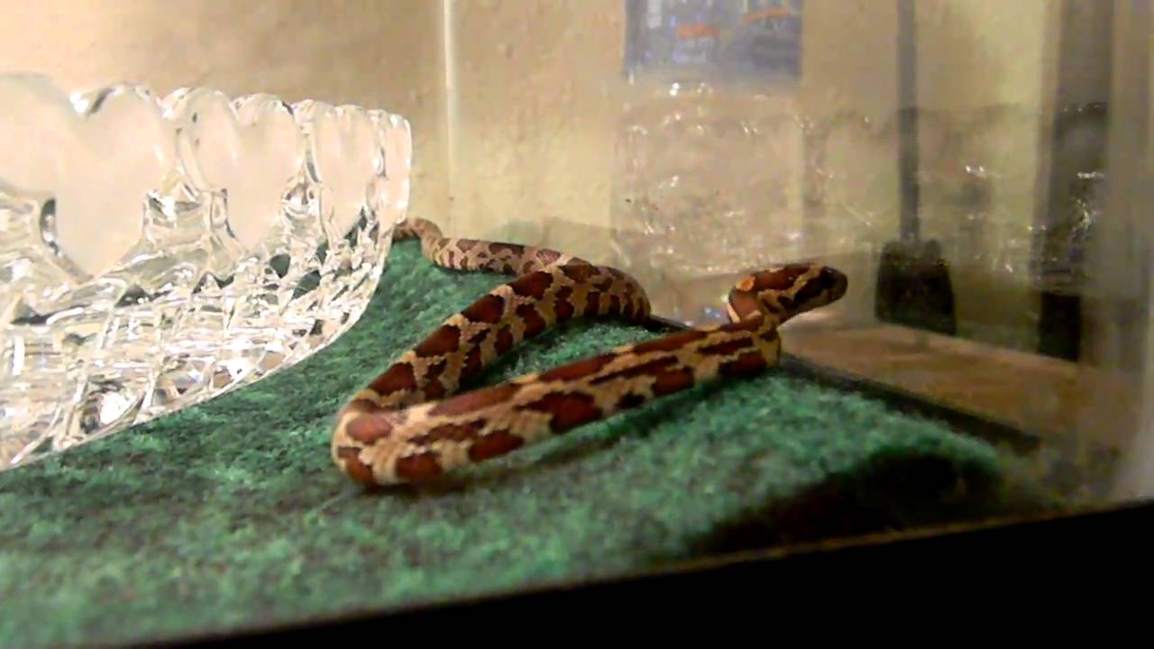 Our Corn snake Grimm's first movie - YouTube