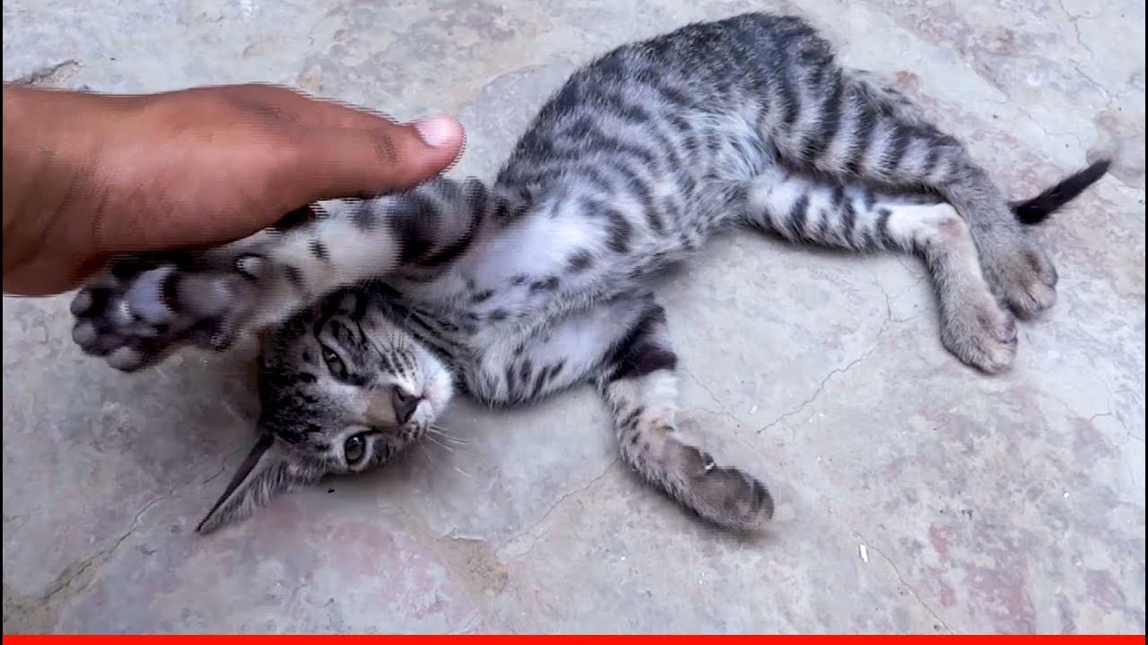 Baby Kitten Massage Time !! Katy The Cat - YouTube