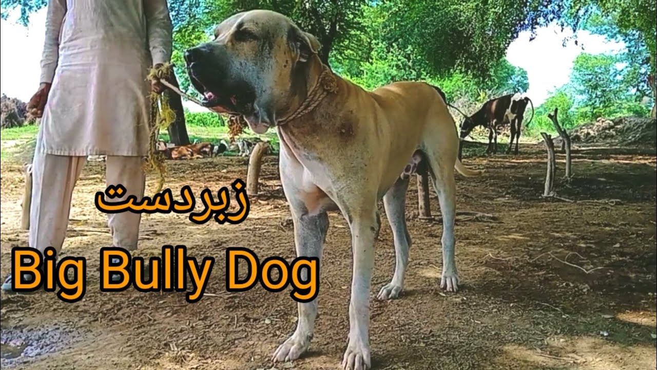 Big Pakistani bully dog|Best fighter dog video|Dog Vilog Tv|Bully dog ...
