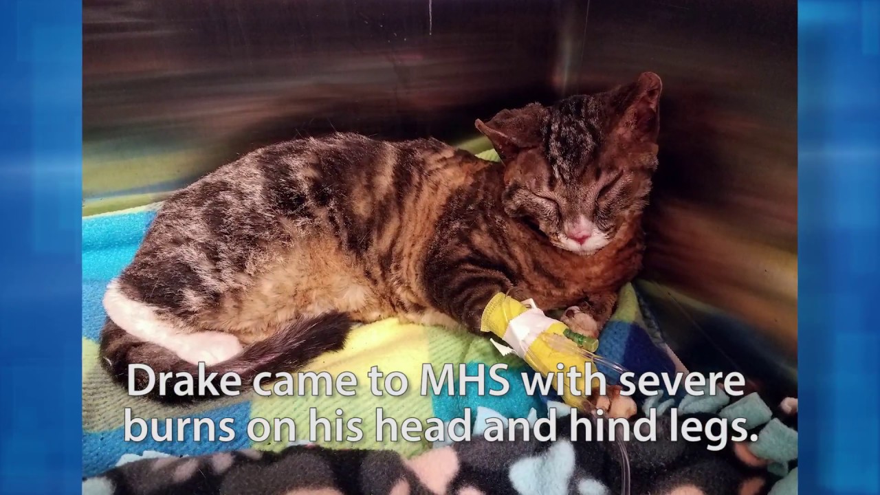 Drake the Cat - YouTube