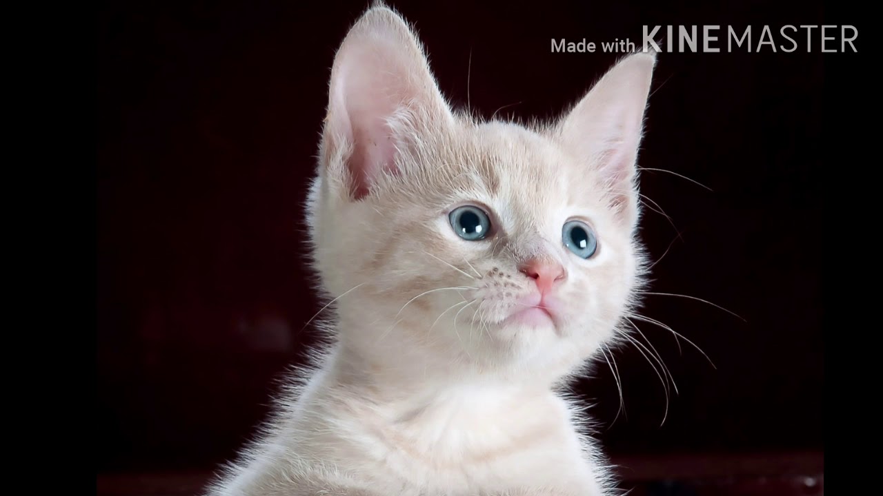 10 Facts About Cats About Animals In The World YouTube 10-facts-about-cats-about-animals-in-the-world-youtube